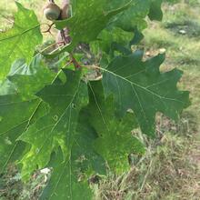 Plant Communities | CMP Tree Selection Tool